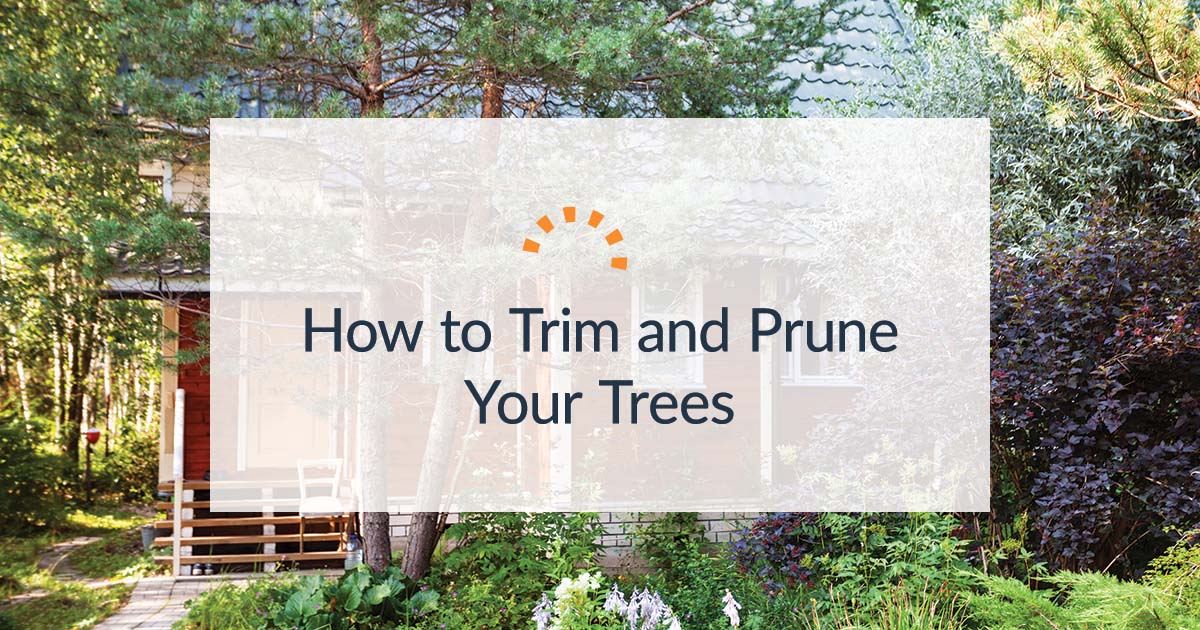 How to Trim and Prune Trees | Dumpsters.com