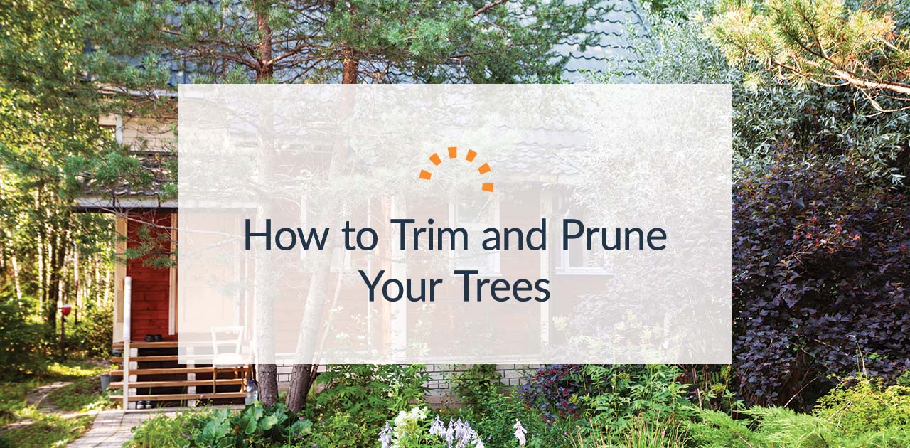 How to Trim and Prune Trees | Dumpsters.com