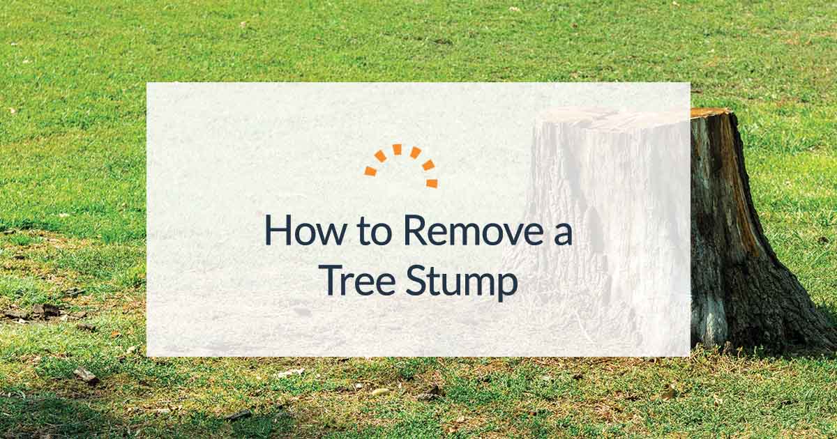 How to Remove a Tree Stump From Your Yard